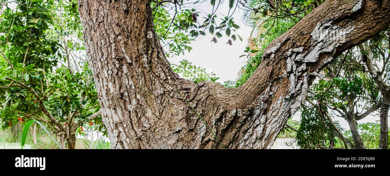 Peeling Branches Of Avocado Tree Stock Photo - Alamy