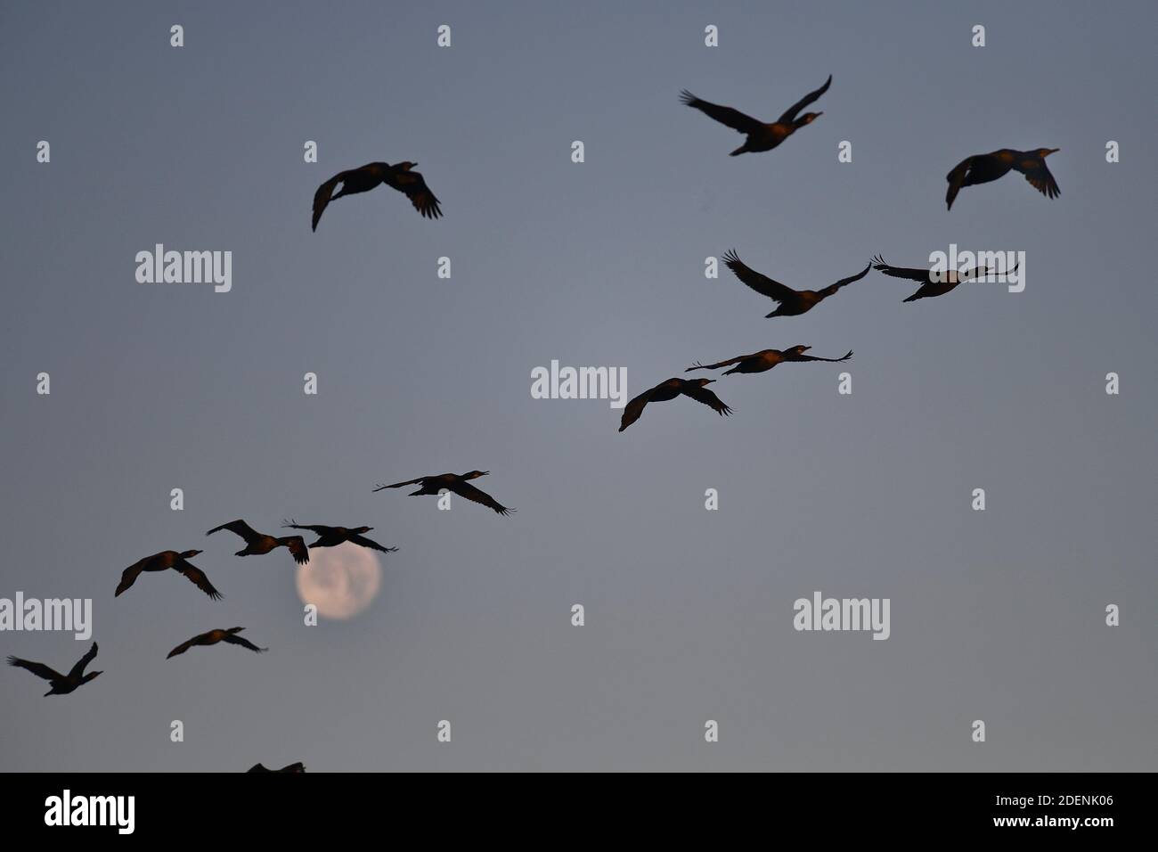 Monterey, California, USA. 1st Dec, 2020. A flock of birds fly past the ...