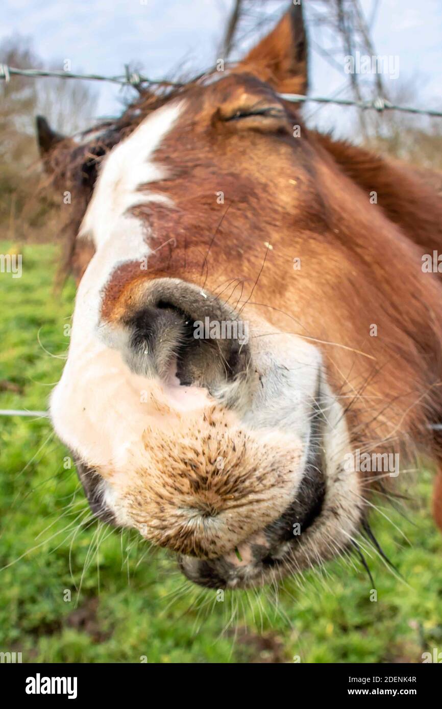 Silly horse hi-res stock photography and images - Alamy