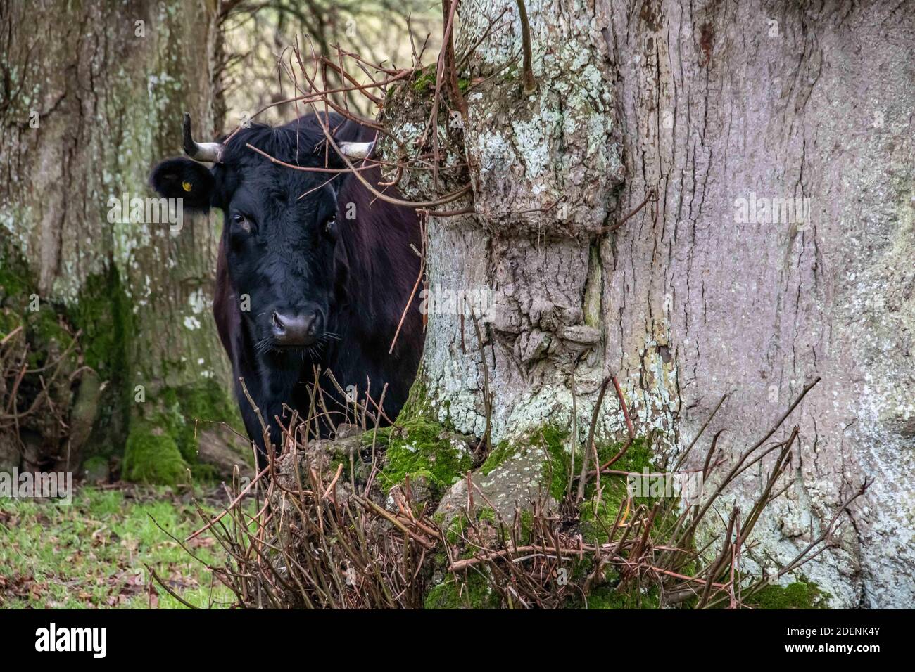Cow behind a tree hi-res stock photography and images - Alamy