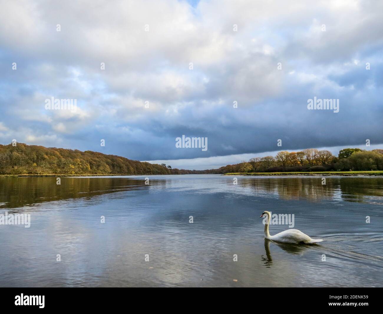 elegant swan gliding down the river with beautiful reflections Stock ...