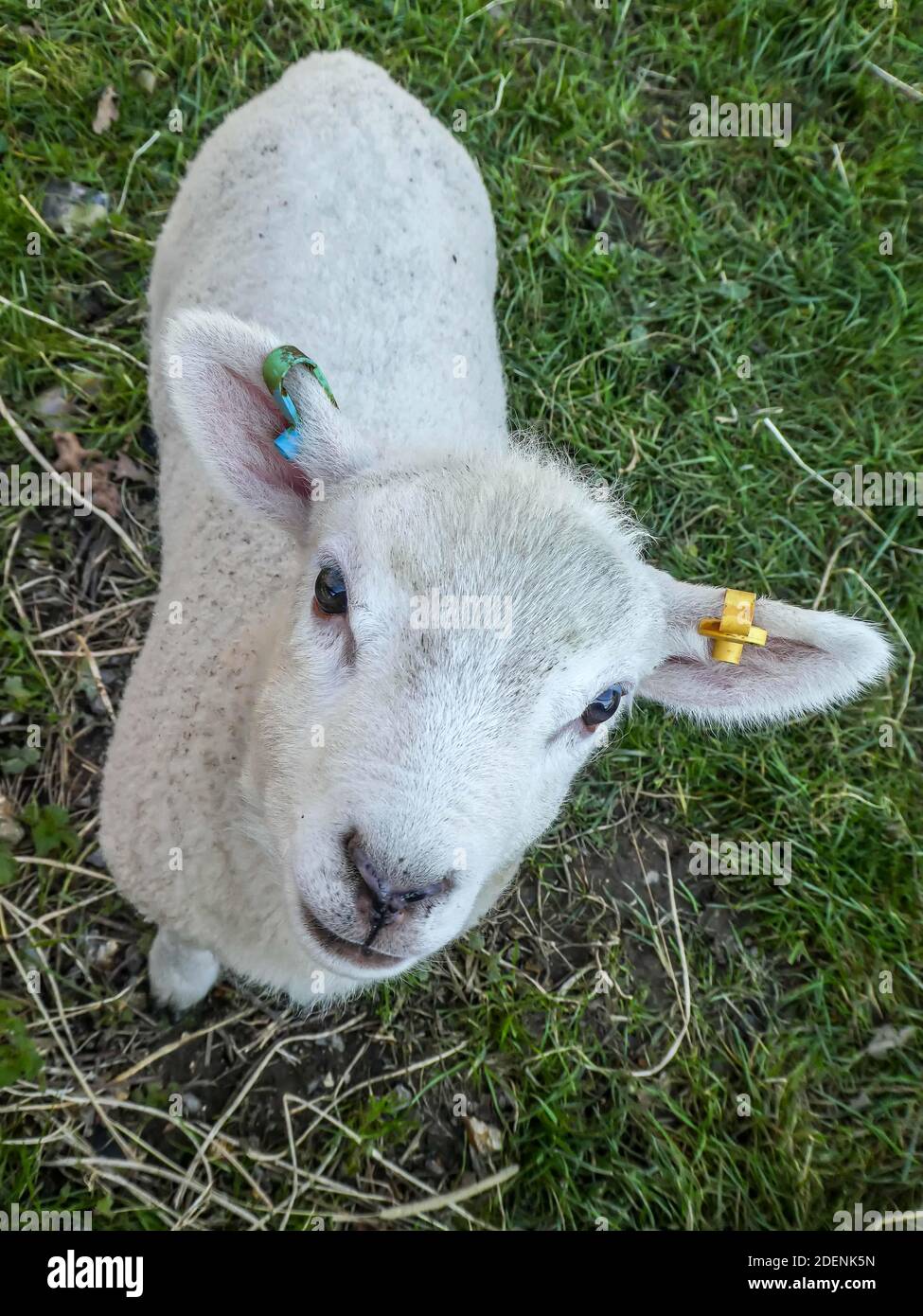 cute lamb staring into the camera lens Stock Photo - Alamy