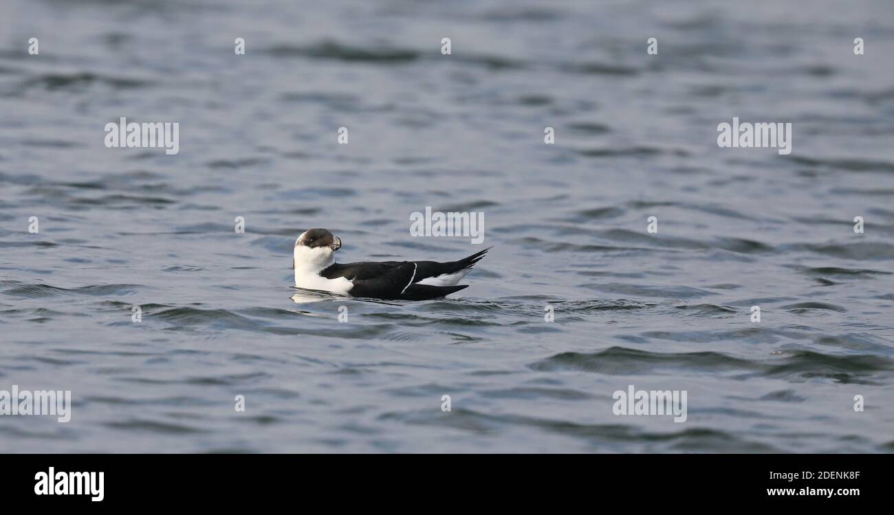 Razorbill, Lesser auk, Alca torda, swimming Stock Photo - Alamy