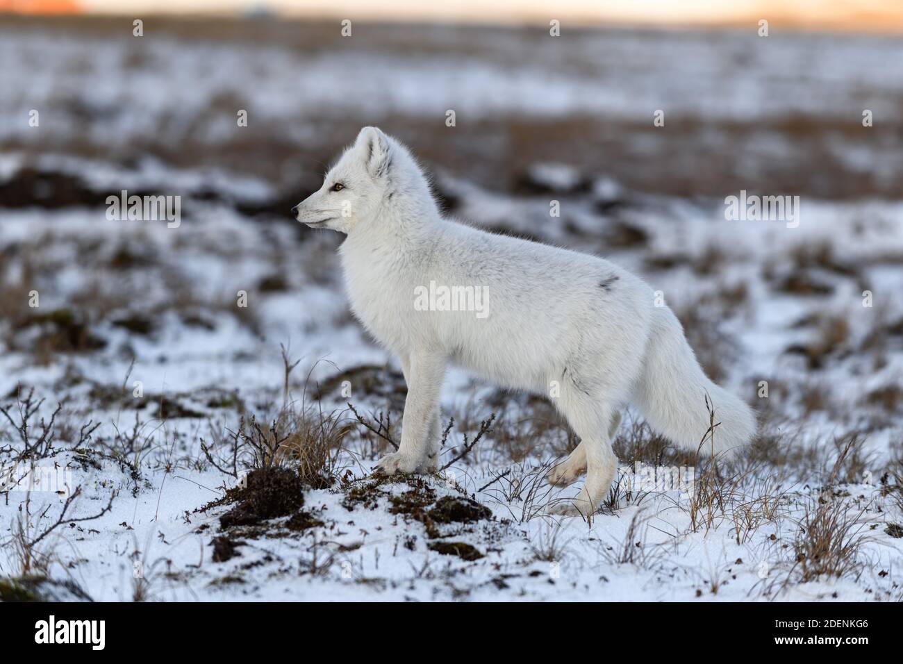 Arctic fox in winter time in Siberian tundra Stock Photo - Alamy