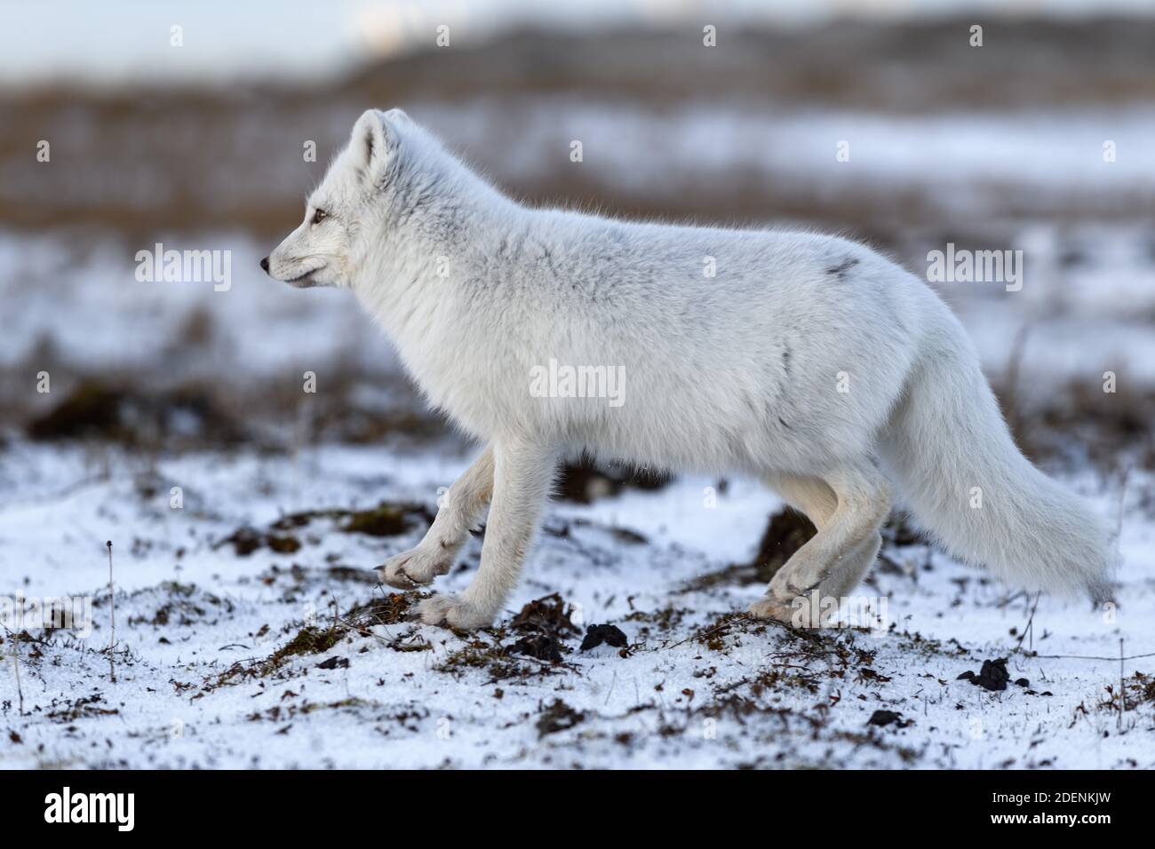 Arctic fox in winter time in Siberian tundra Stock Photo - Alamy