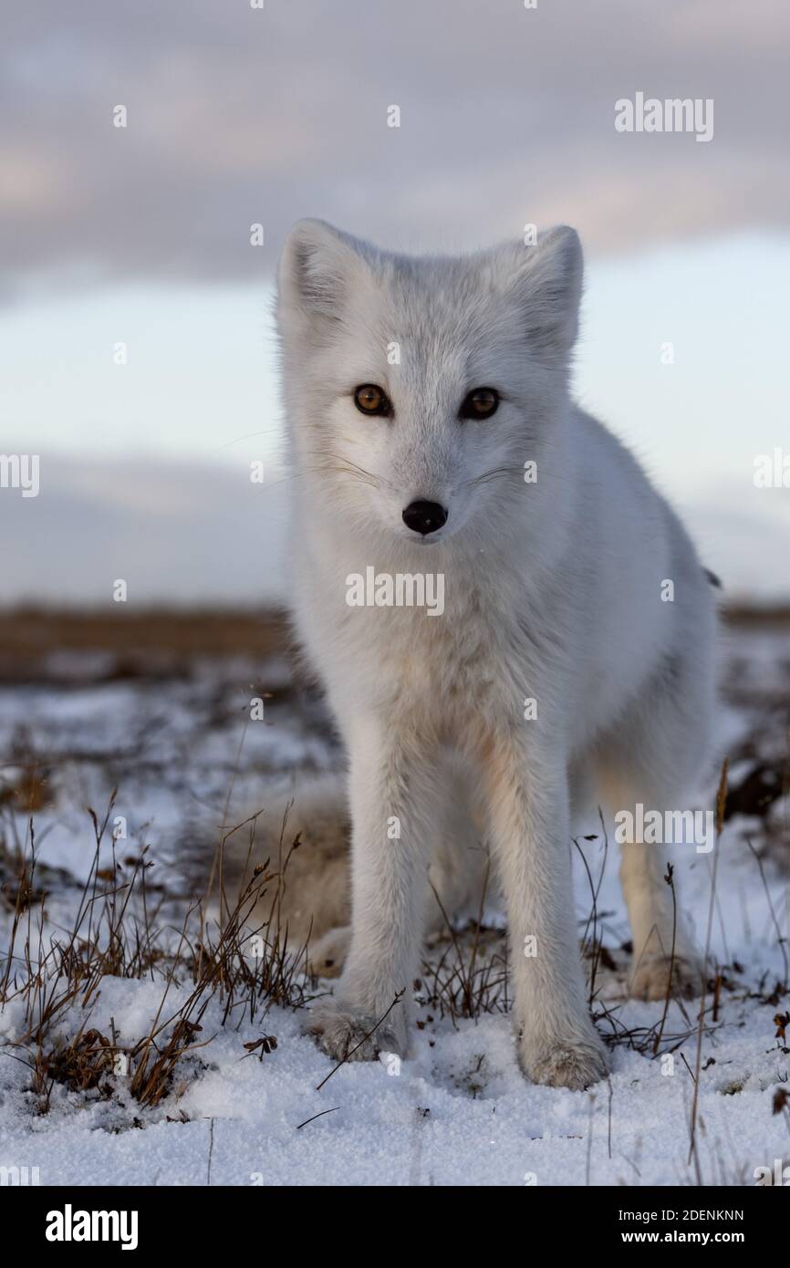 Arctic fox in winter time in Siberian tundra close up Stock Photo - Alamy