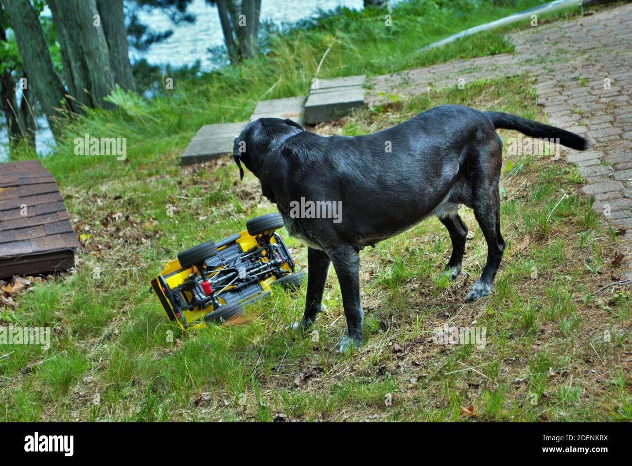 Dog playing with attacking and biting a remote control car Stock Photo ...