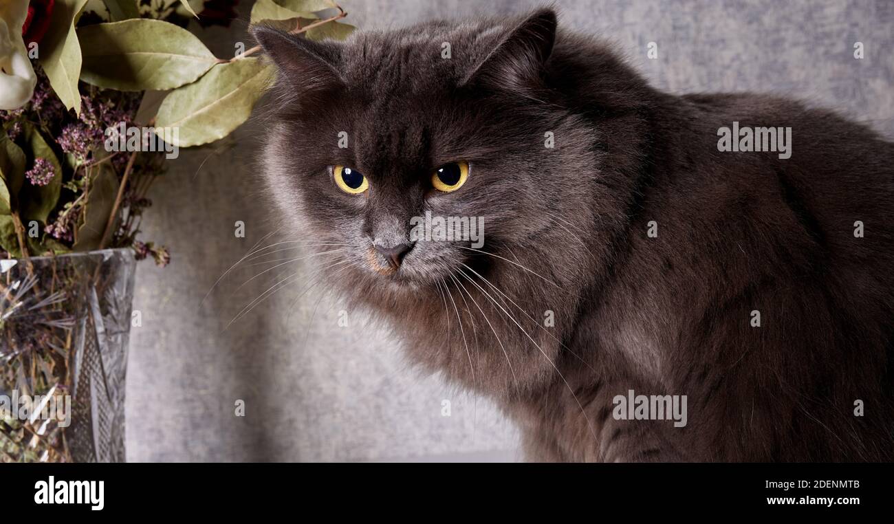 Nebelung cat sitting hi-res stock photography and images - Alamy