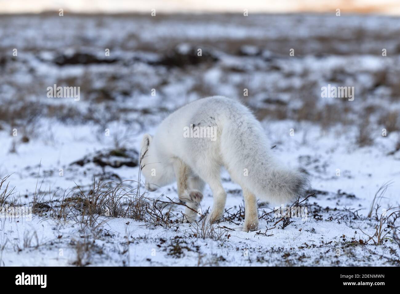 Arctic fox in winter time in Siberian tundra Stock Photo - Alamy