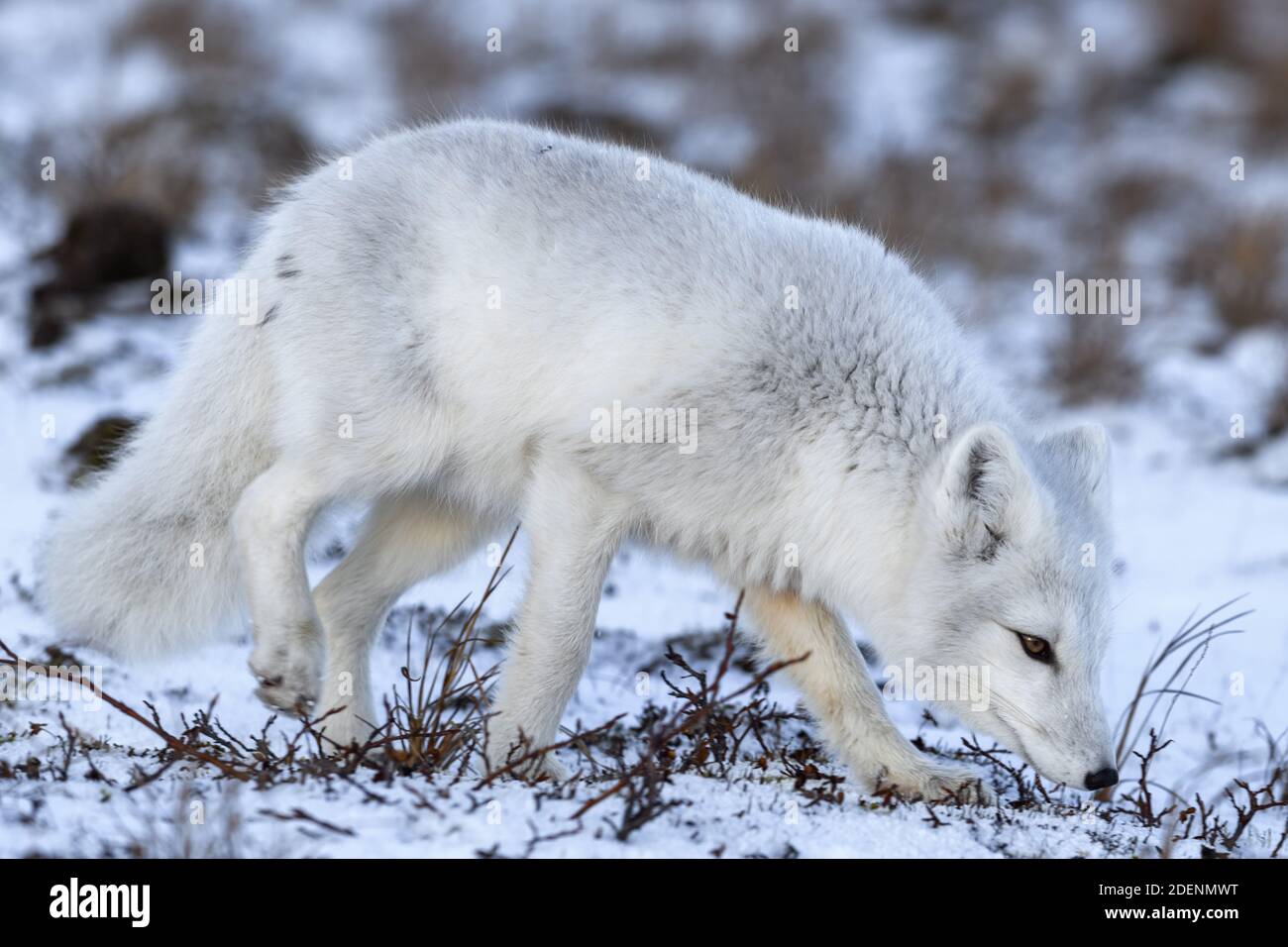 Arctic fox in winter time in Siberian tundra Stock Photo - Alamy