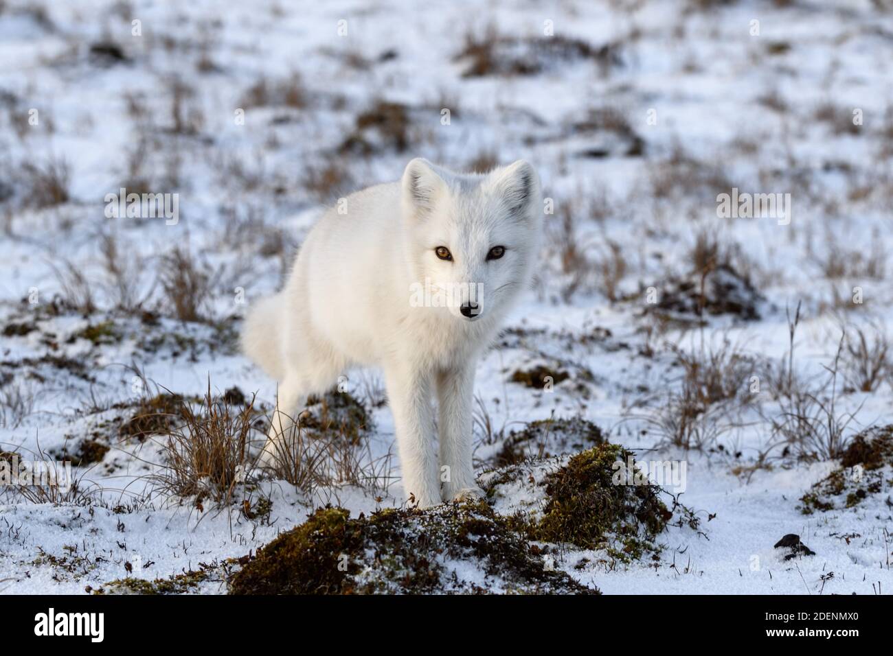 Arctic fox in winter time in Siberian tundra Stock Photo - Alamy