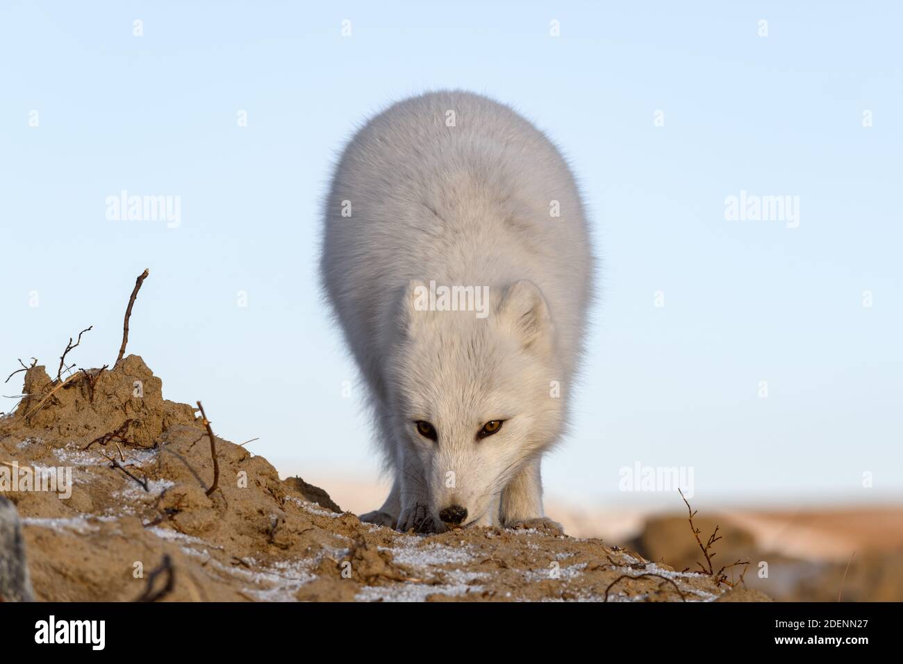Arctic fox in winter time in Siberian tundra close up Stock Photo - Alamy