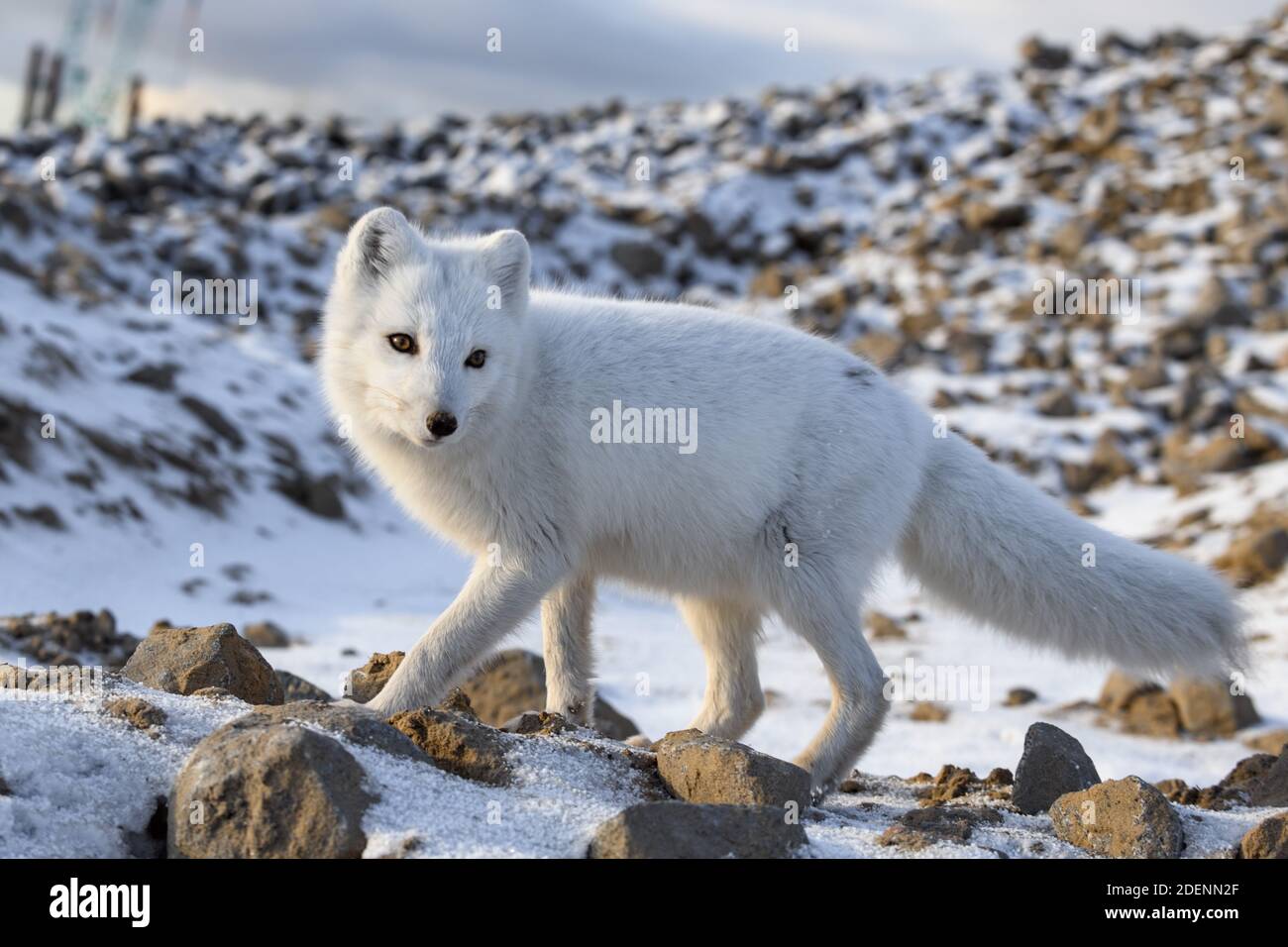 Arctic fox in winter time in Siberian tundra close up Stock Photo - Alamy