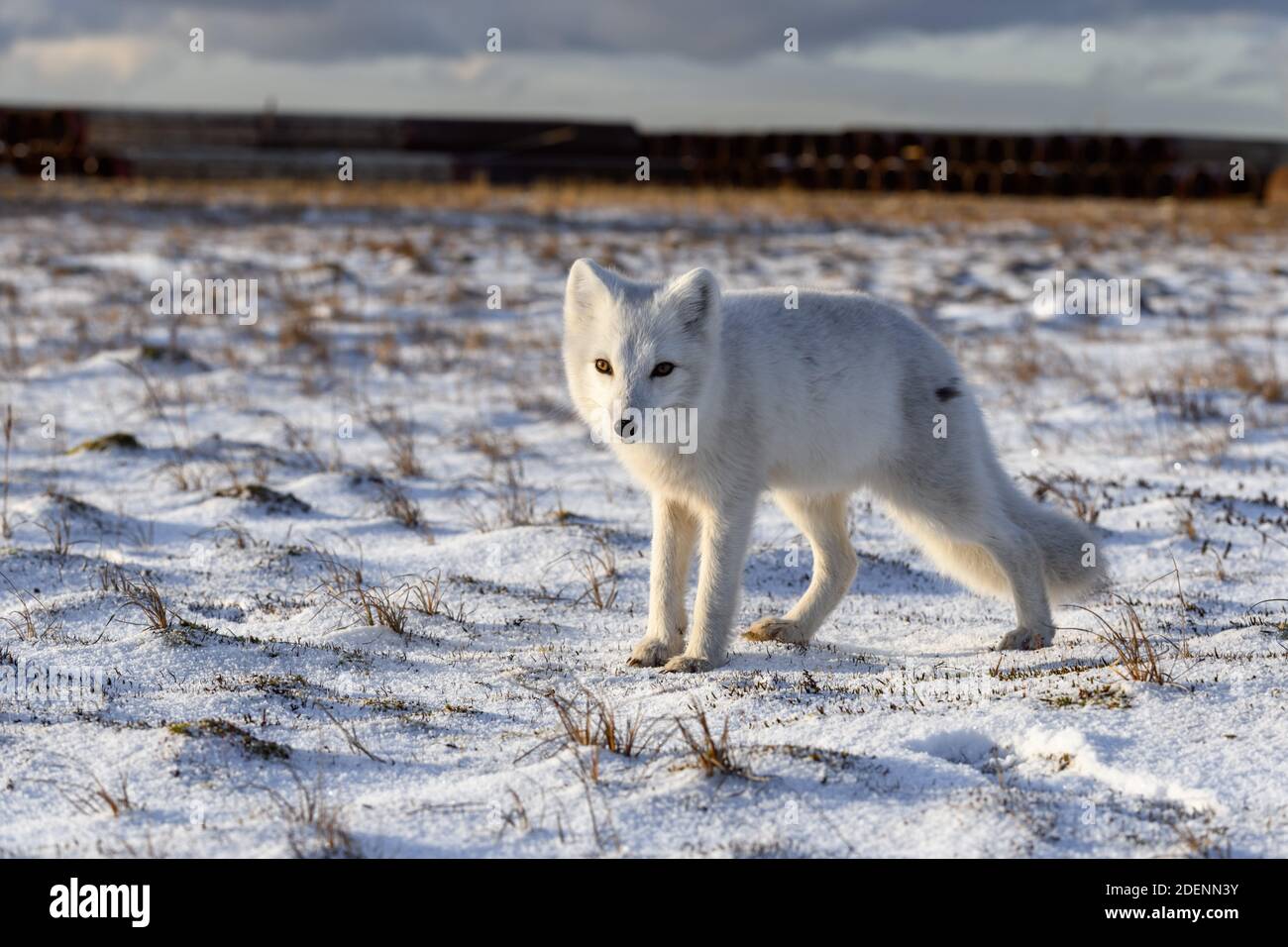 Arctic Tundra Fox