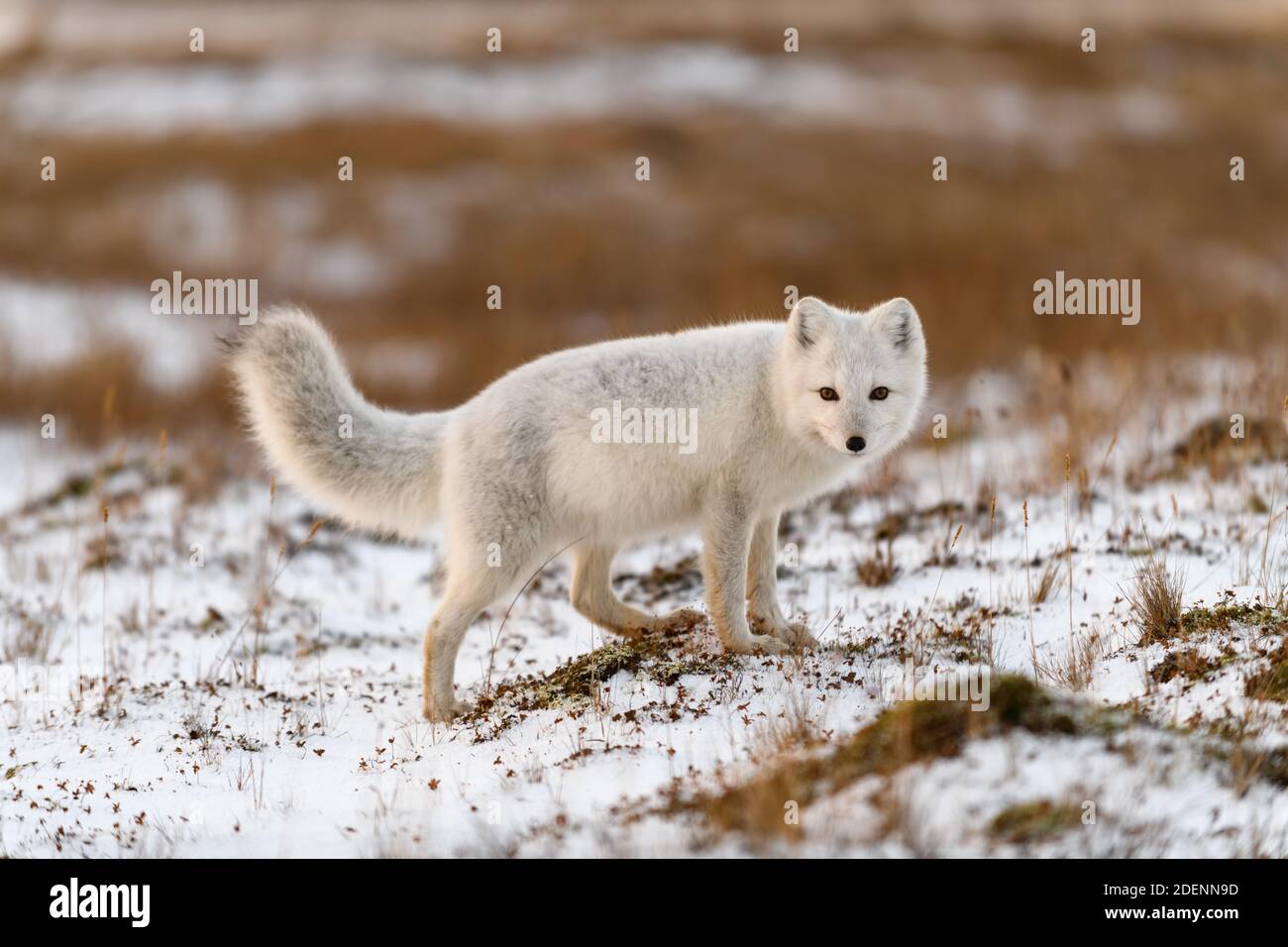 Arctic fox in winter time in Siberian tundra Stock Photo - Alamy
