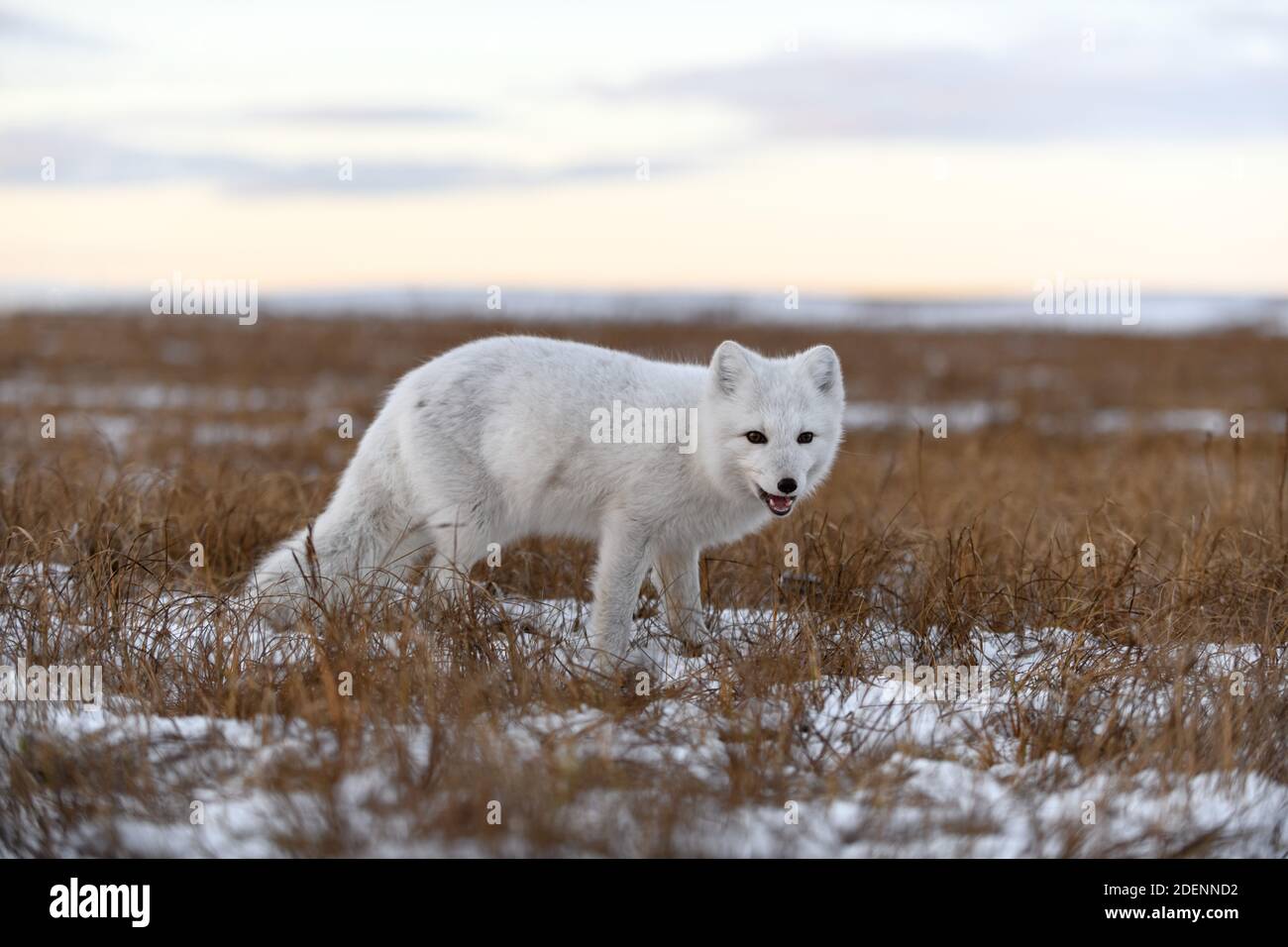 Arctic fox in winter time in Siberian tundra Stock Photo - Alamy
