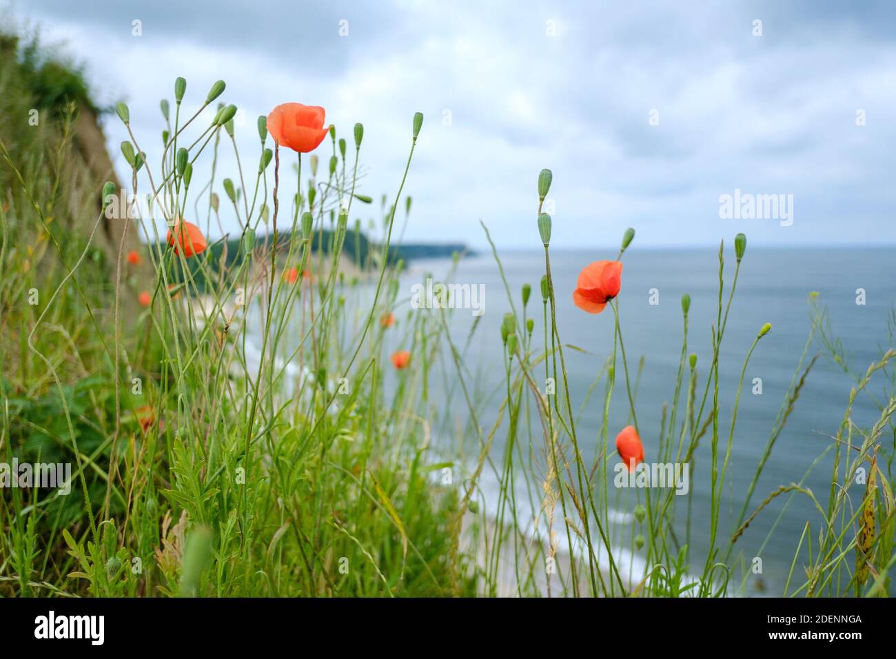 Flowers growing on cliff near sea Stock Photo - Alamy