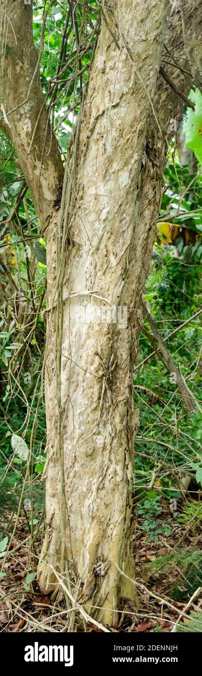 Pimento Tree High Resolution Stock Photography and Images - Alamy