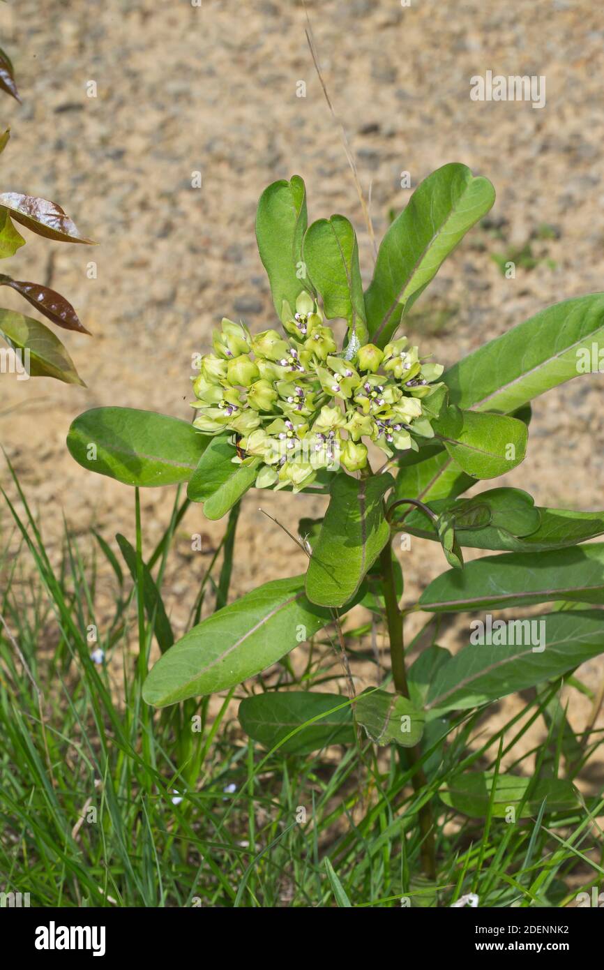 Asclepias Viridis High Resolution Stock Photography and Images - Alamy