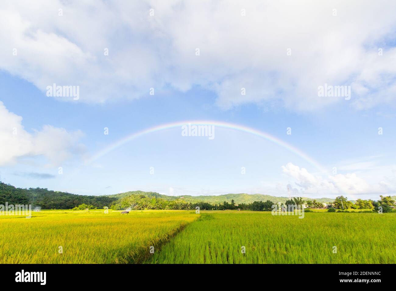 Planting rice in the philippines hi-res stock photography and images ...