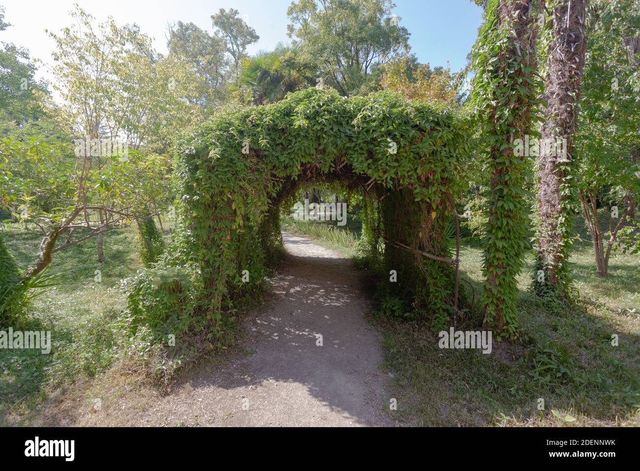 Arch of plants above the path Stock Photo - Alamy