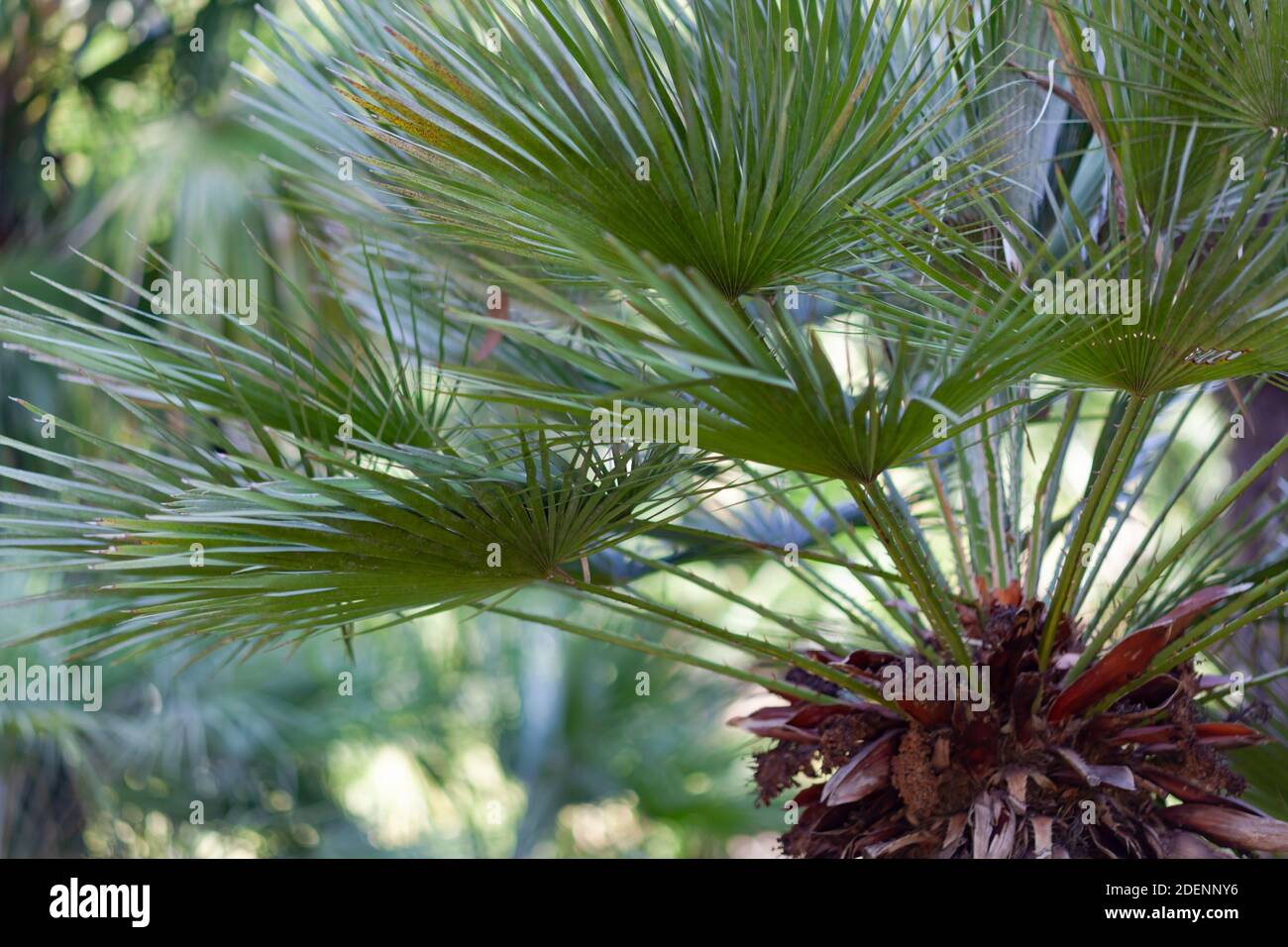 palm branches at the top of the palm tree Stock Photo - Alamy