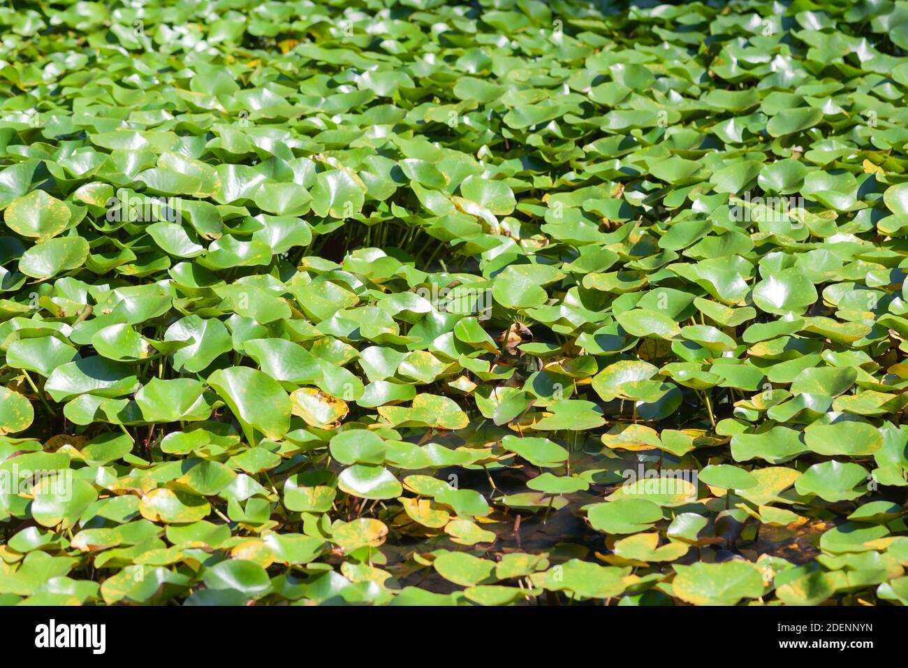 Water garden with lotus hi-res stock photography and images - Alamy