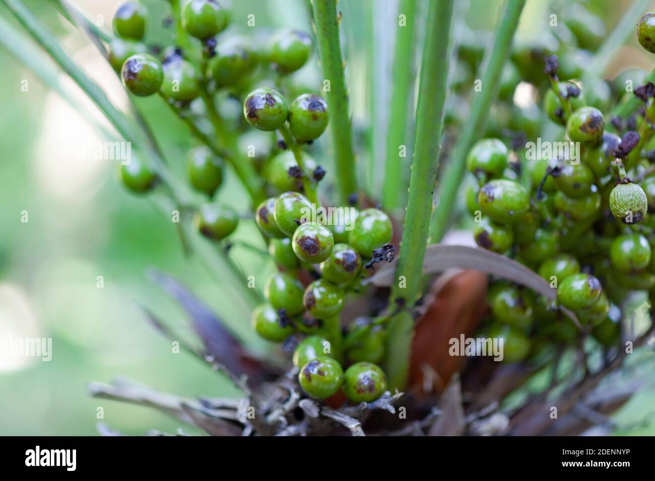 Acai berry tree hi-res stock photography and images - Alamy