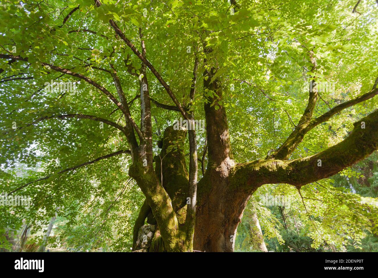 The crown of a large green tree Stock Photo - Alamy