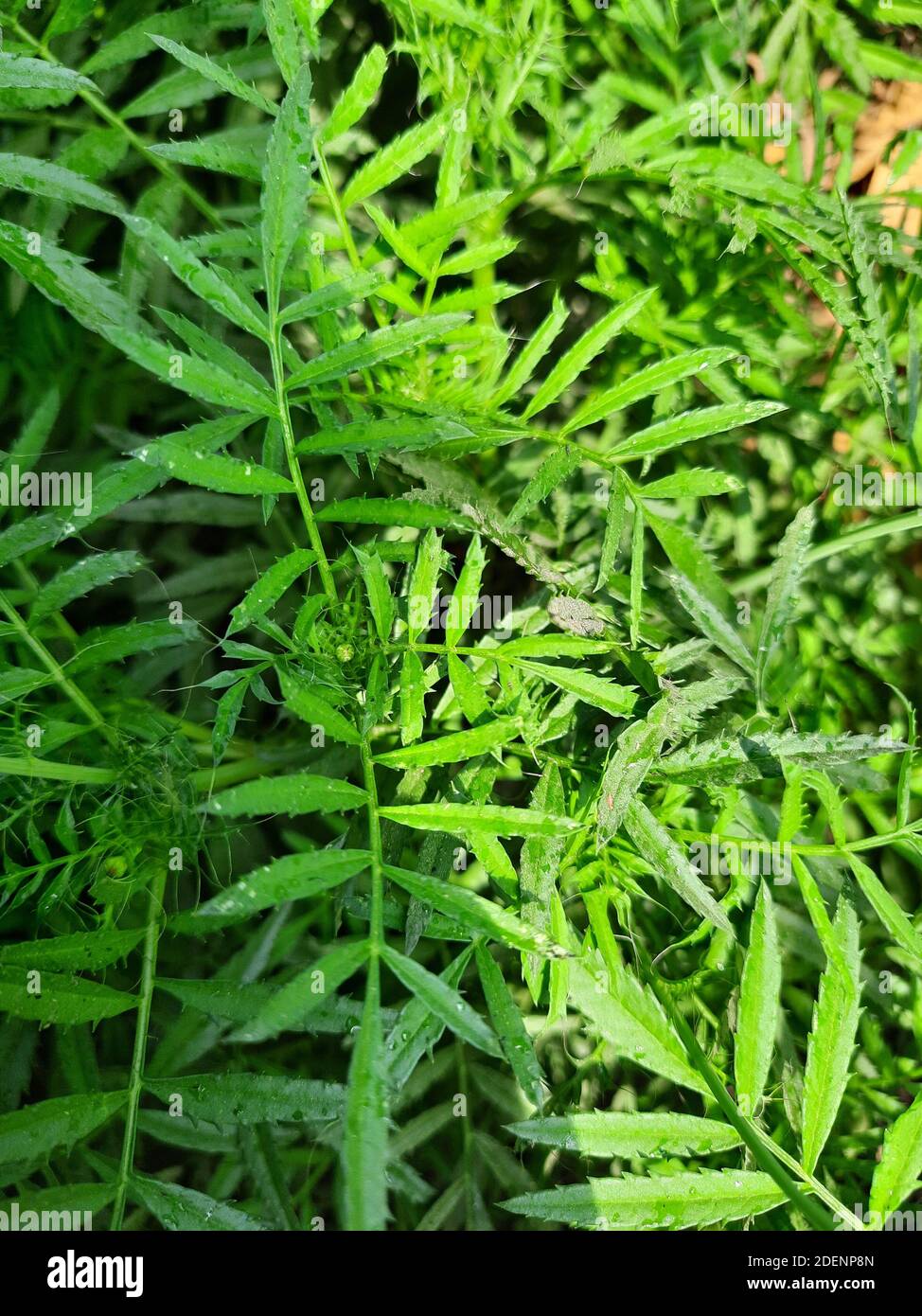 A green marigold plants leaves for hd wallpaper Stock Photo - Alamy