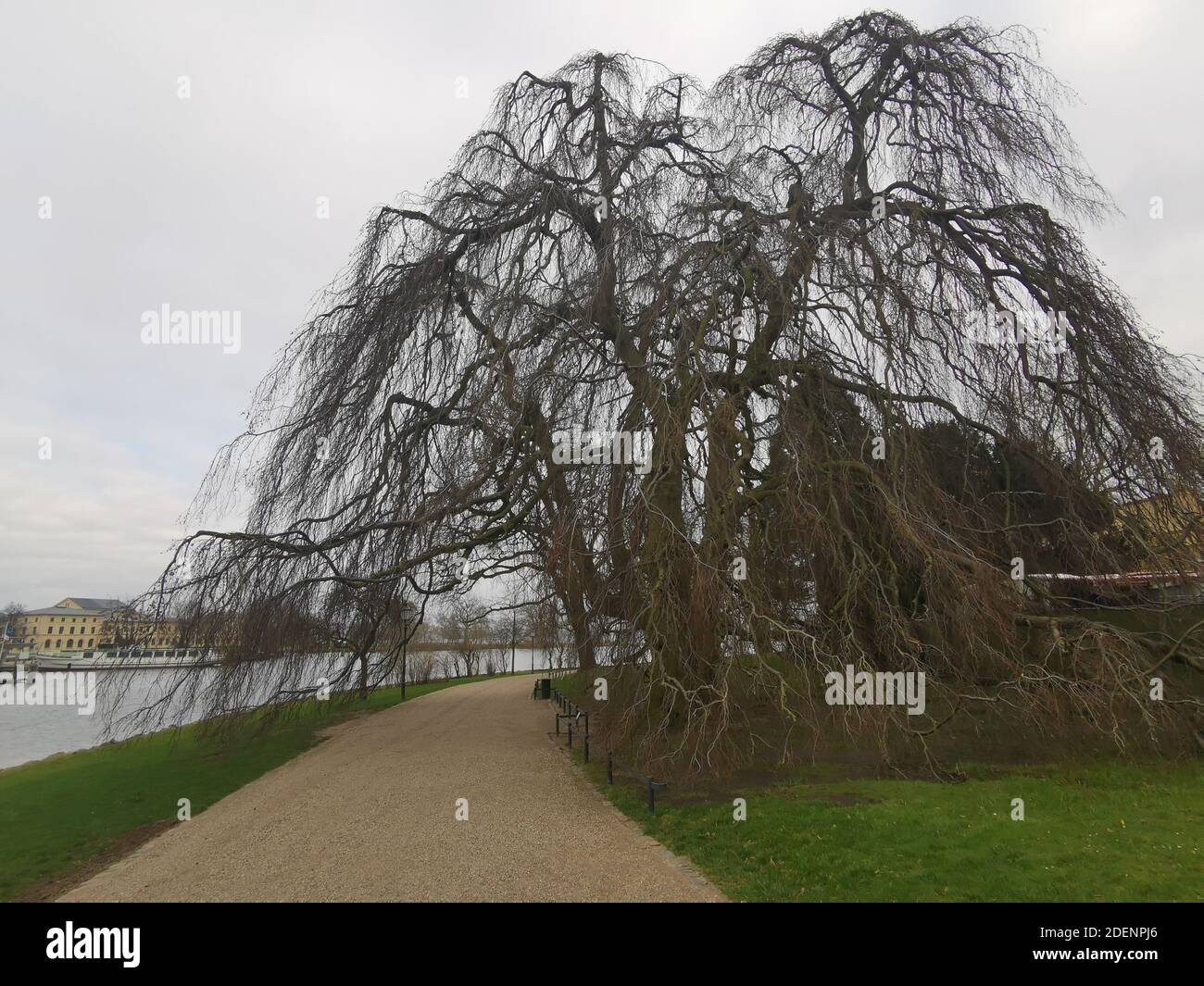 Baum im winter hi-res stock photography and images - Alamy