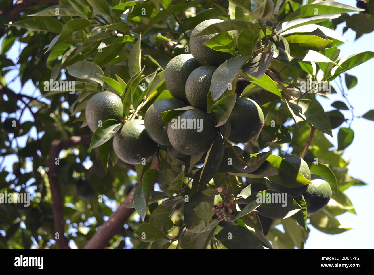 Am Baum High Resolution Stock Photography and Images - Alamy