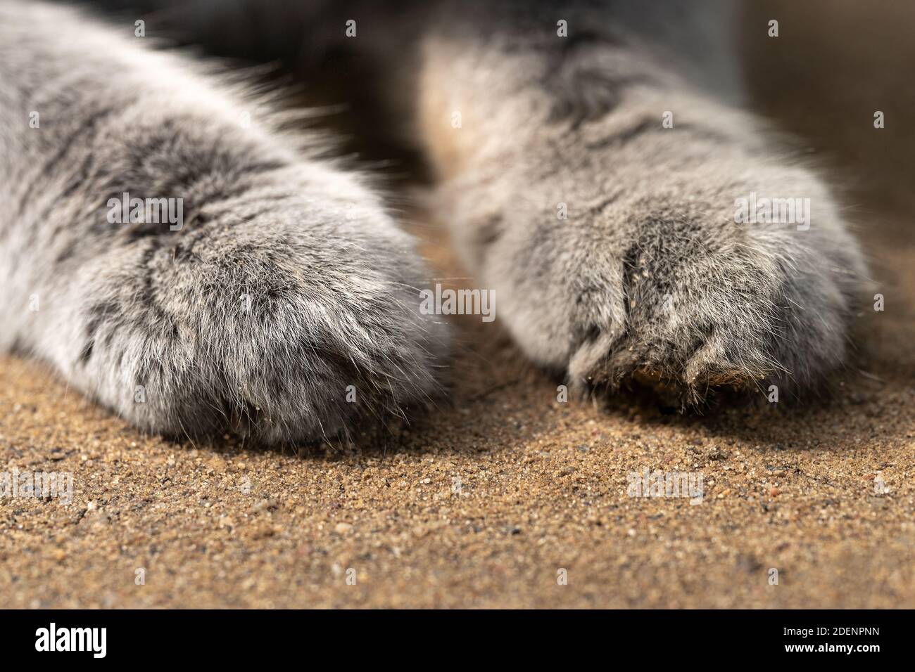 Close up cat fur texture grey hi-res stock photography and images - Alamy