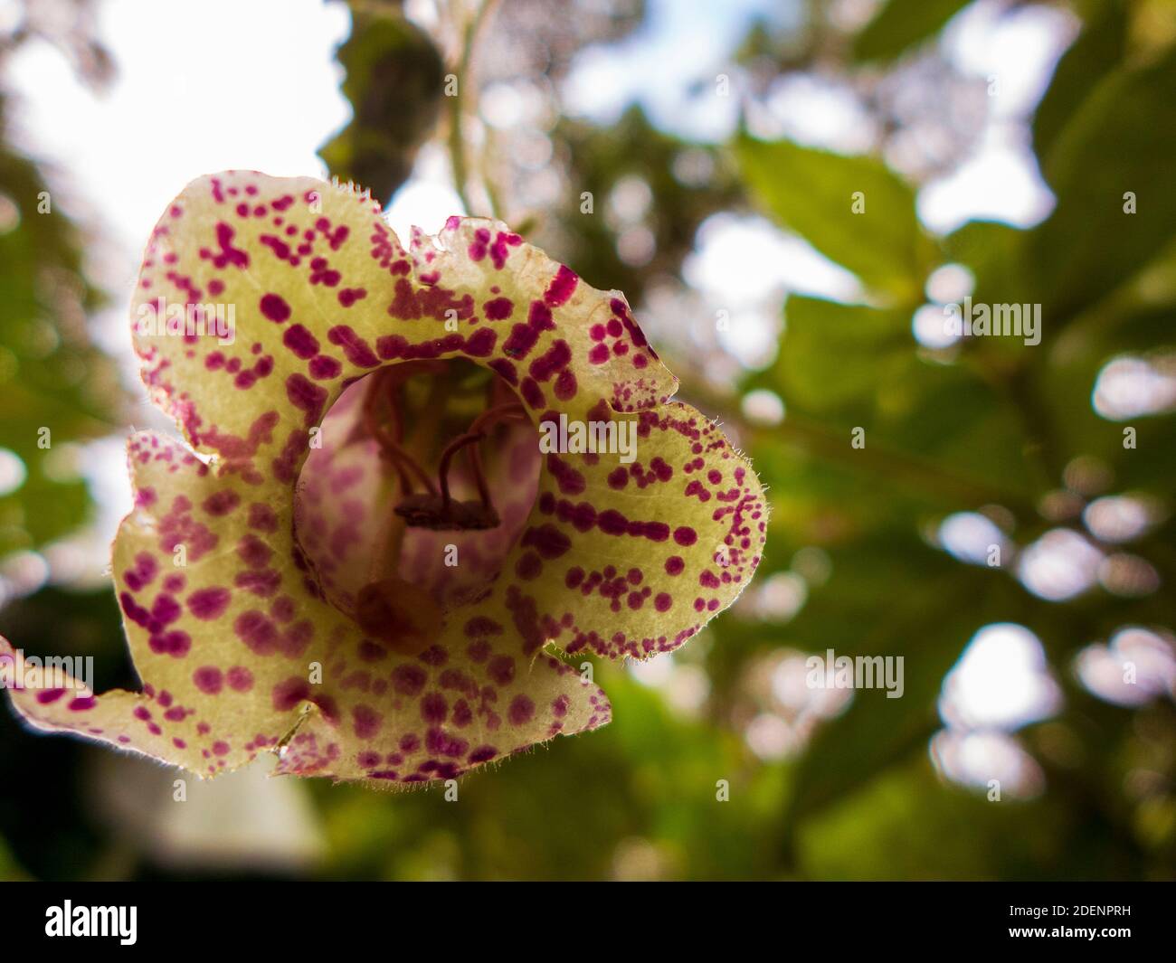 Costa rica orchidee hi-res stock photography and images - Alamy
