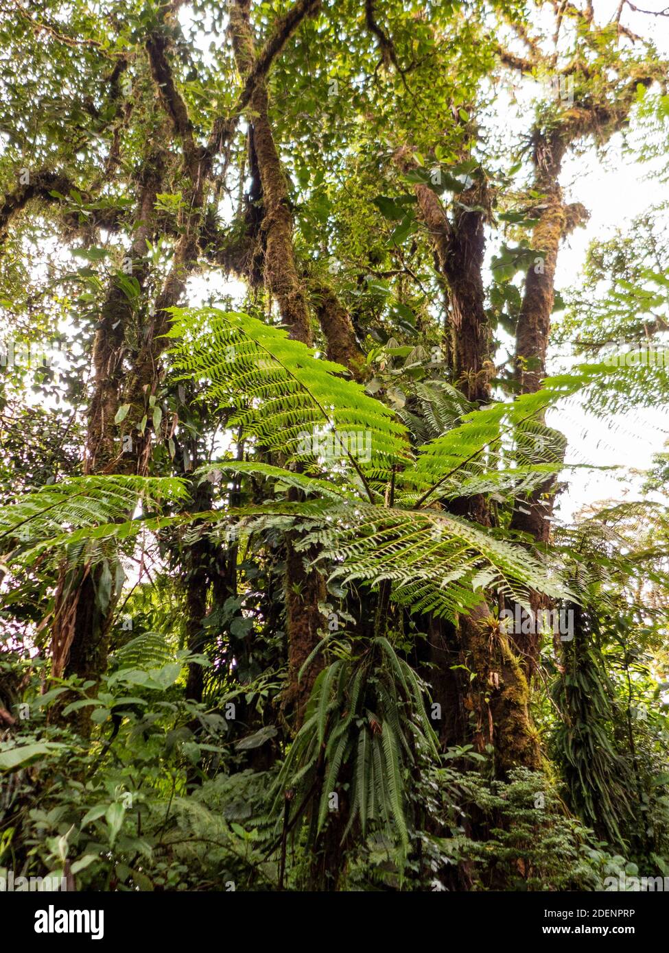 Hike through the rainforest of Costa Rica near Monteverde. Here ...