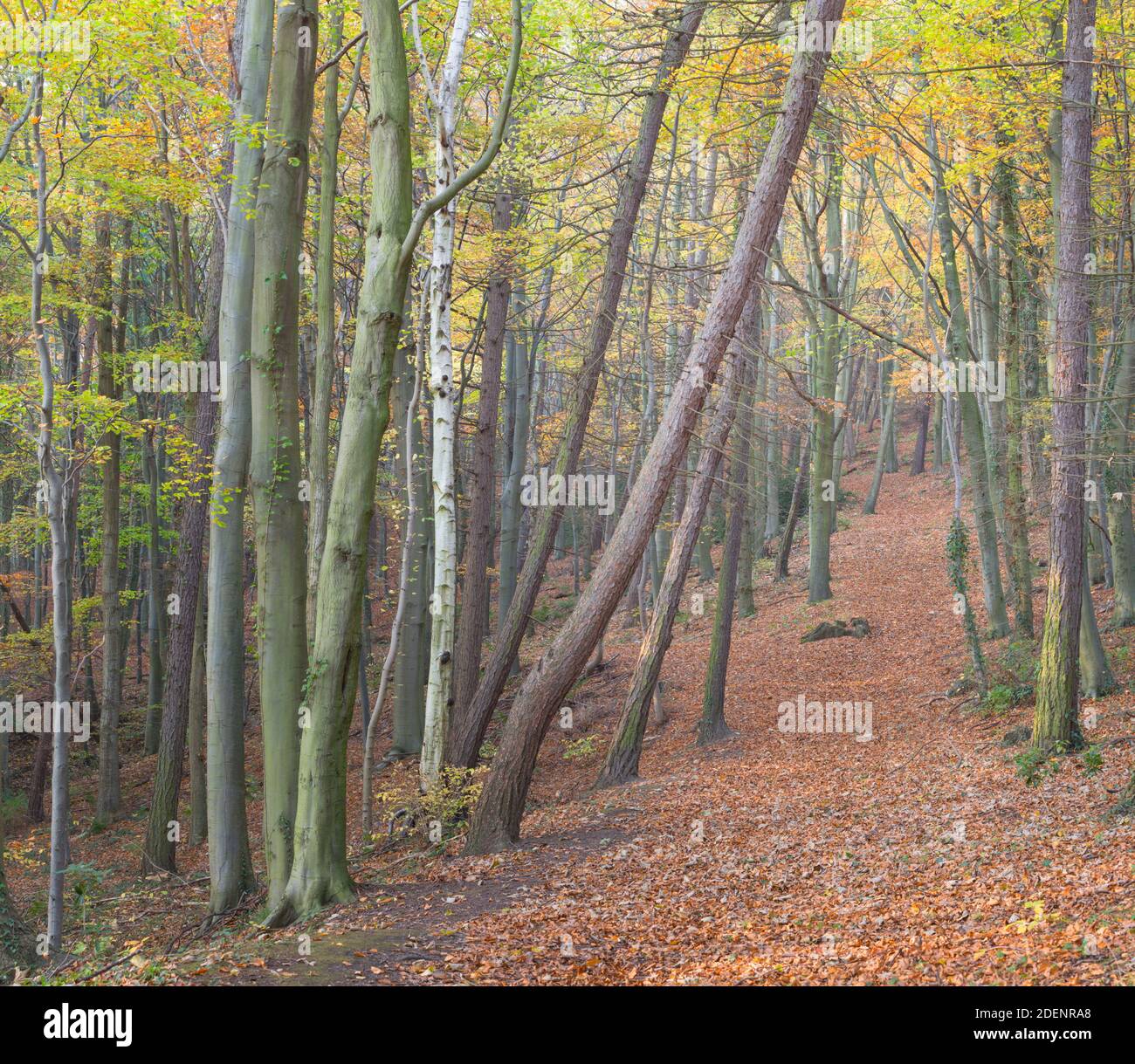 Deciduous trees in woodland in England in Autumn with golden, bronze ...