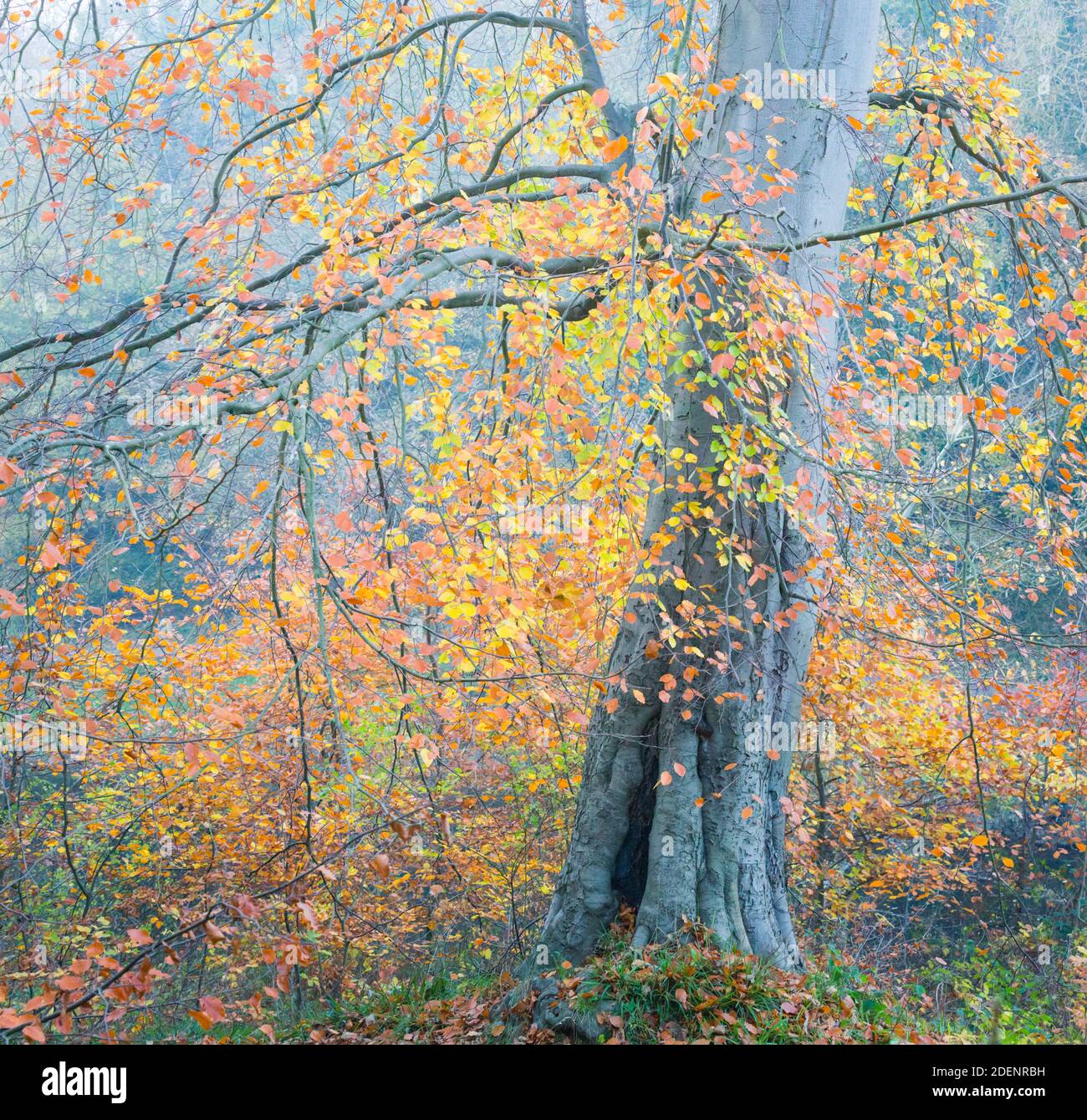 Deciduous trees in woodland in England in Autumn with golden, bronze ...