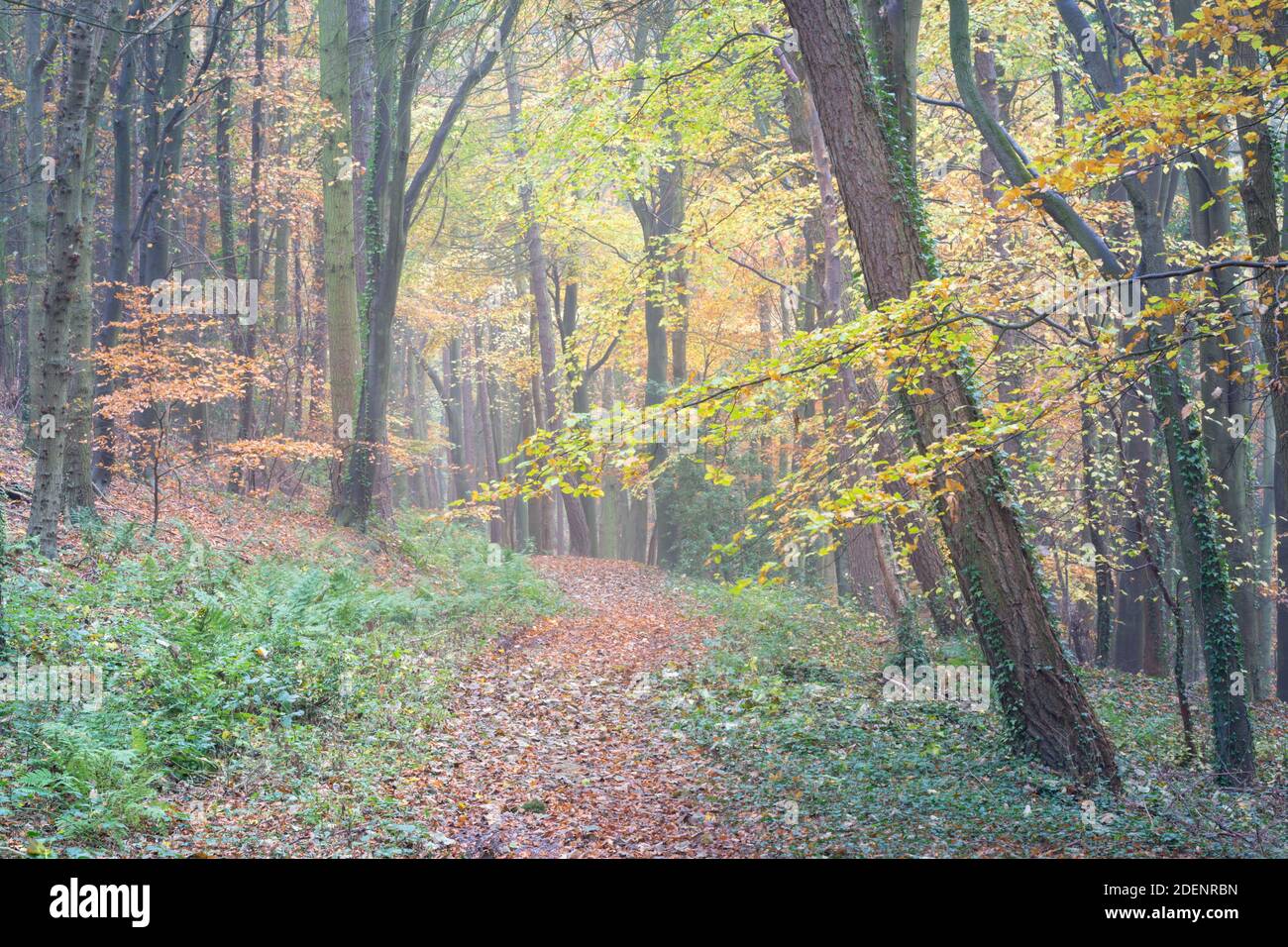 Deciduous trees in woodland in England in Autumn with golden, bronze ...