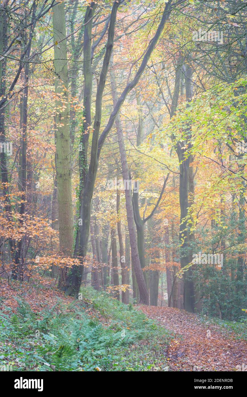 Deciduous trees in woodland in England in Autumn with golden, bronze ...