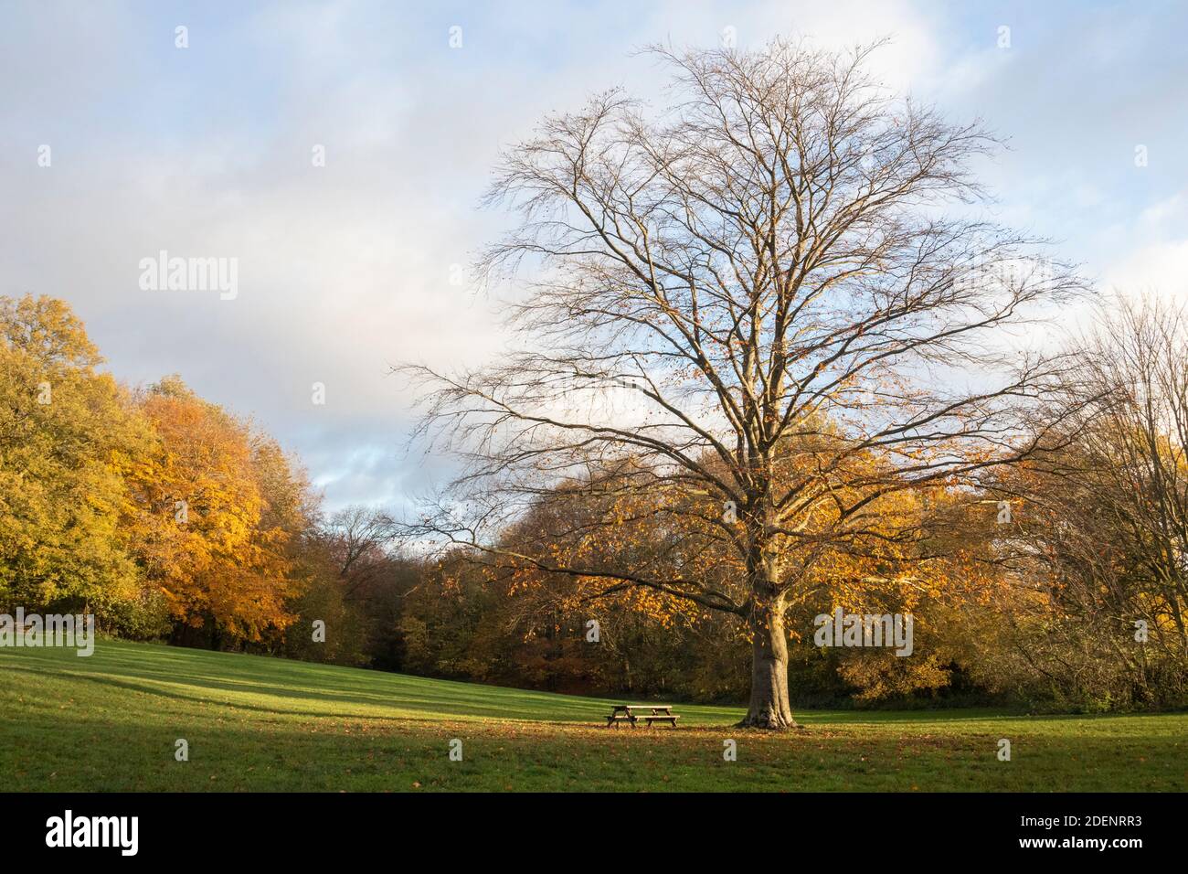 Autumn trees at Langdon Hills Country Park, Nature Reserve, Essex ...