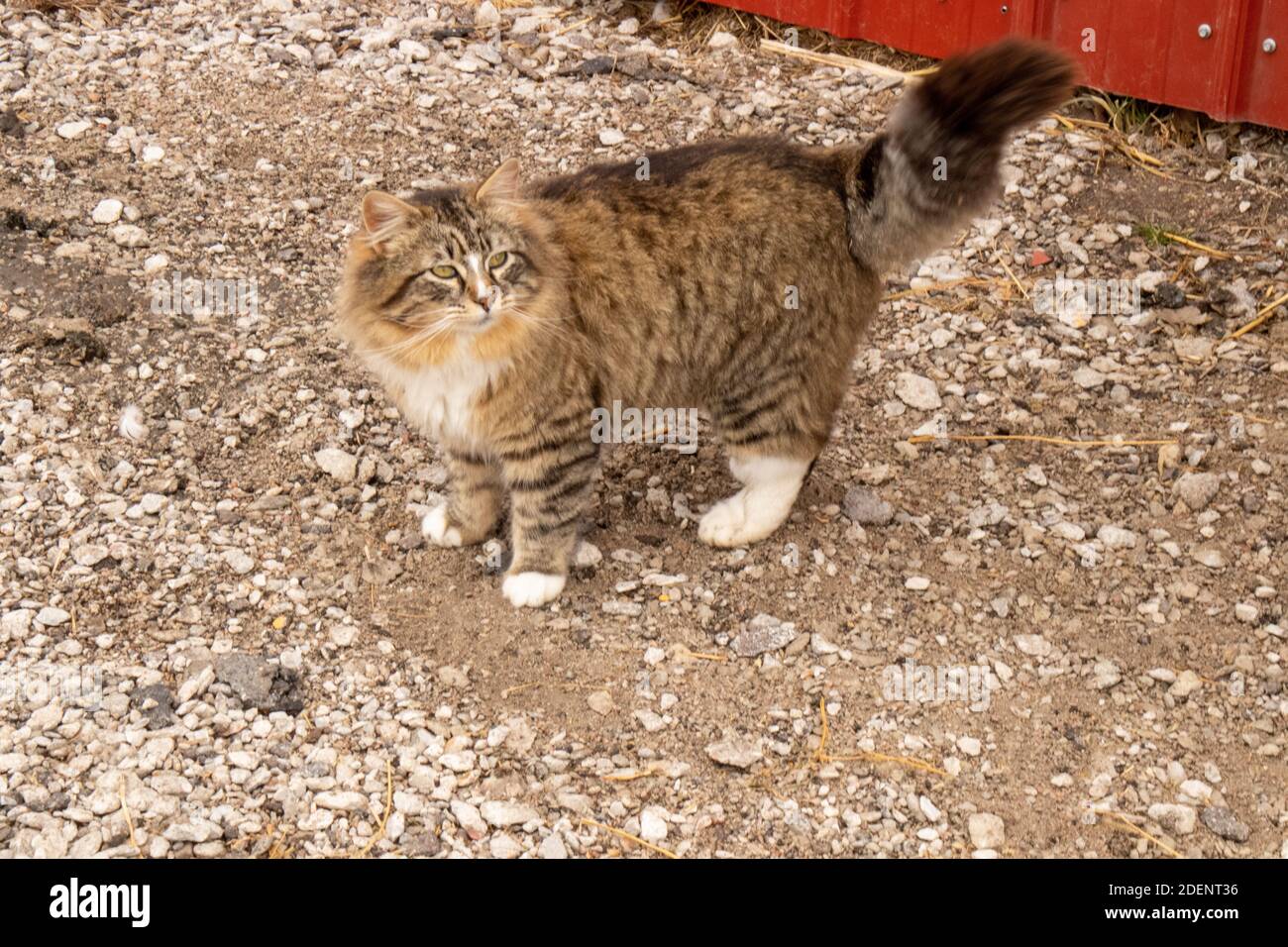 Fluffy Calico barn cat by the barn . High quality photo Stock Photo - Alamy