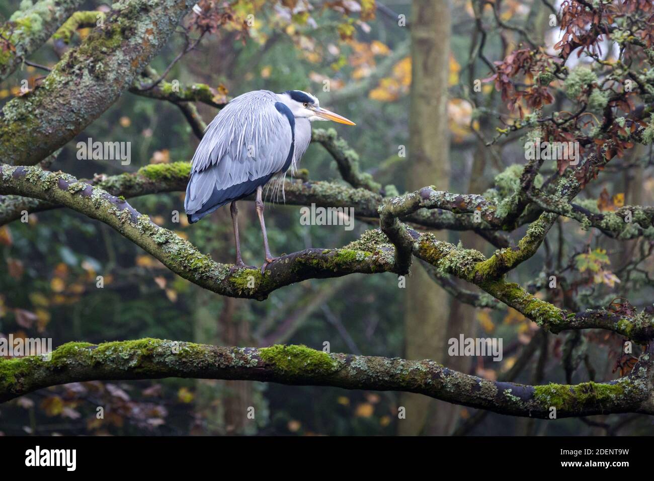 Bird sitting on a branch in the rain hi-res stock photography and ...
