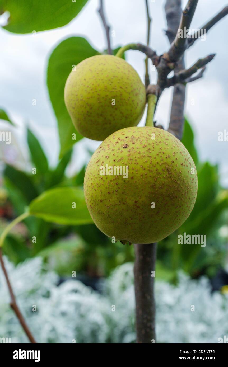 Ripe asian dwarf pear fruit hanging from tree Stock Photo - Alamy