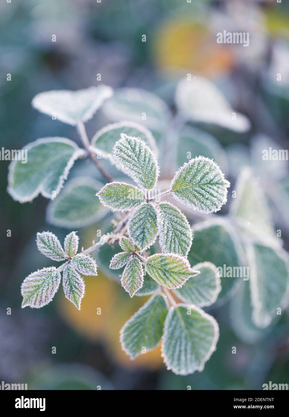 Frost laced blackberry bramble leaves on a beautiful winter's day Stock ...
