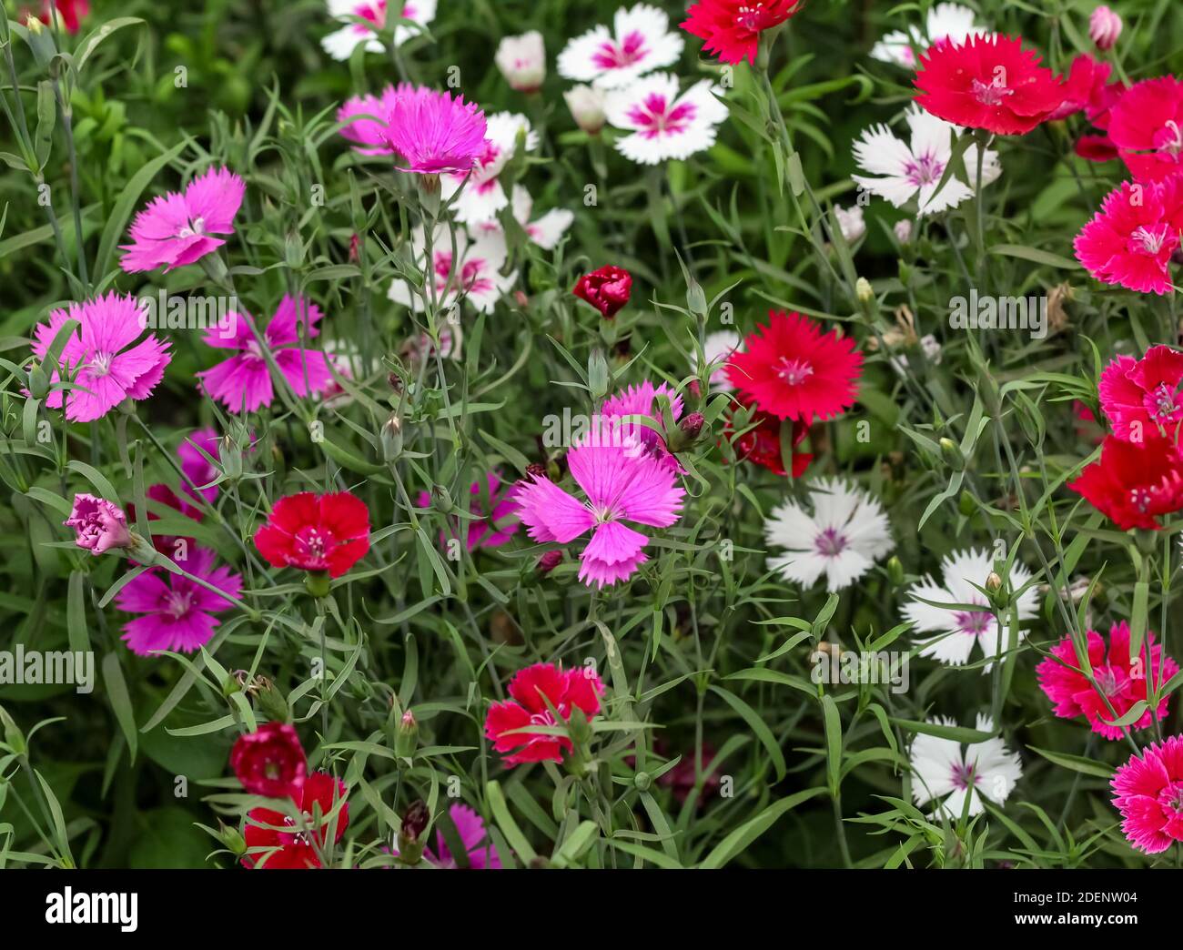 Bangladesh purple flower tree hi-res stock photography and images - Alamy