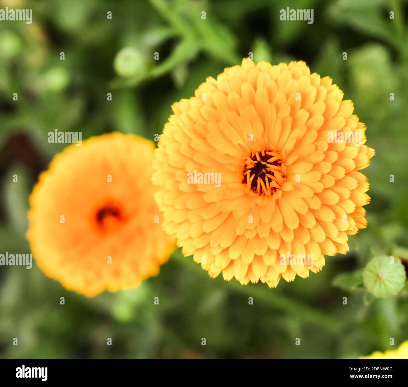 yellow calendula flower with green background Stock Photo - Alamy