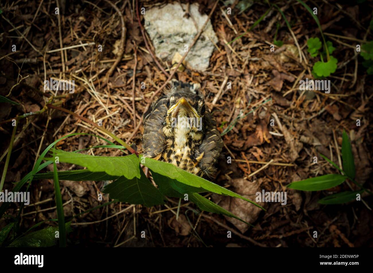 Fledgling bird young American robin in natural closeup Stock Photo - Alamy