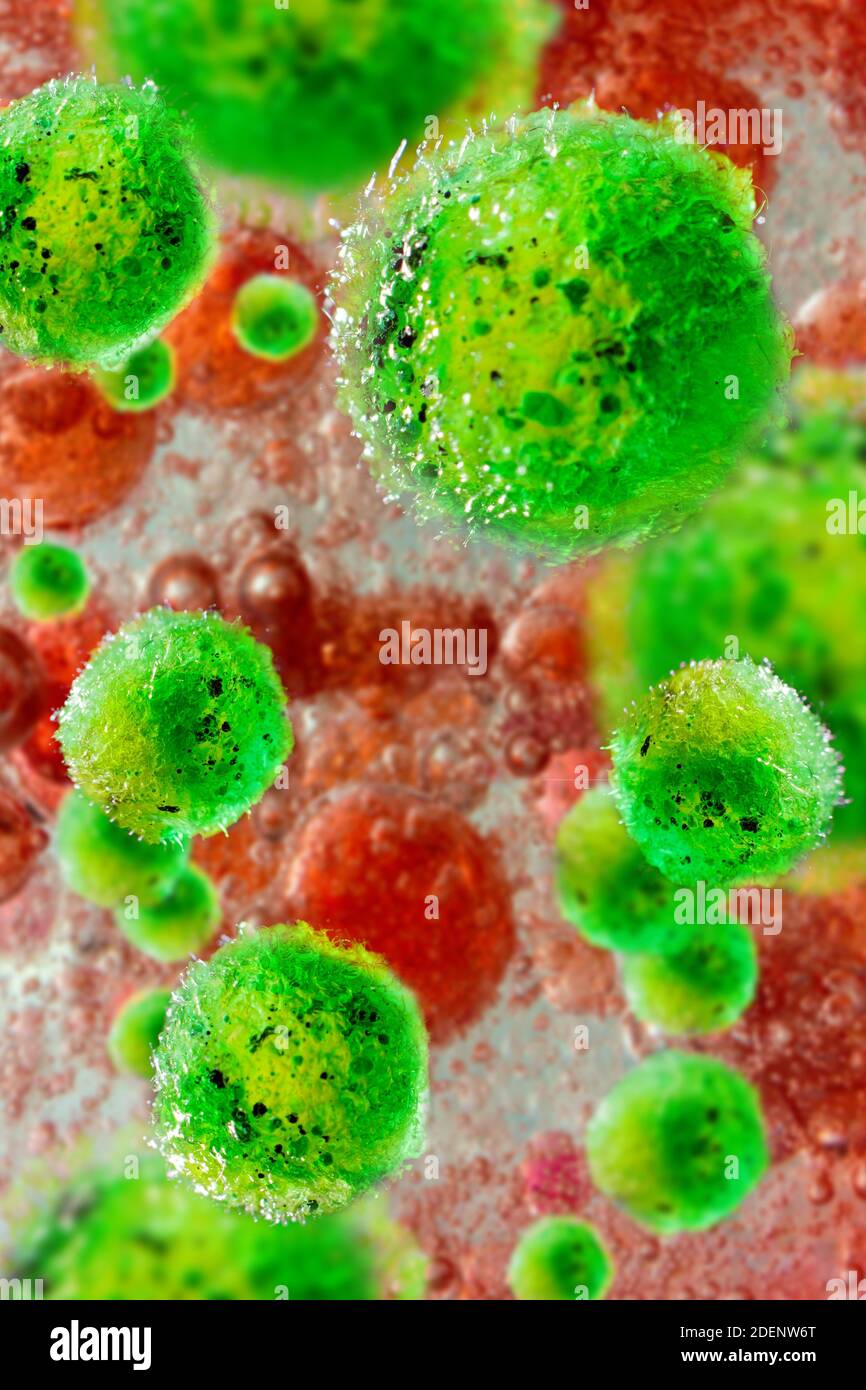 Close up of meningitis bacteria, also known as meningococcus, 3D ...