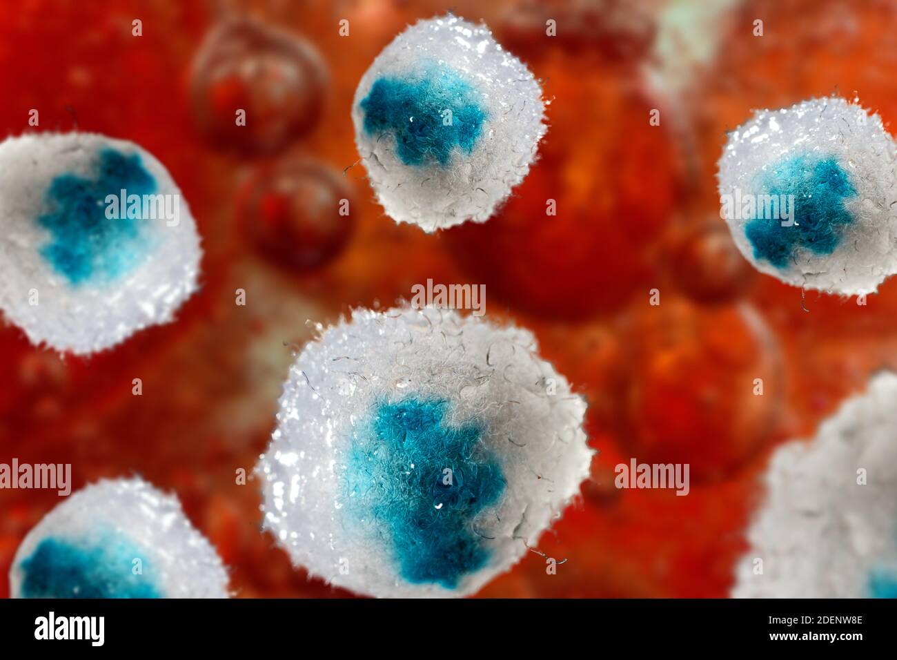 Close up of meningitis bacteria, also known as meningococcus, 3D ...
