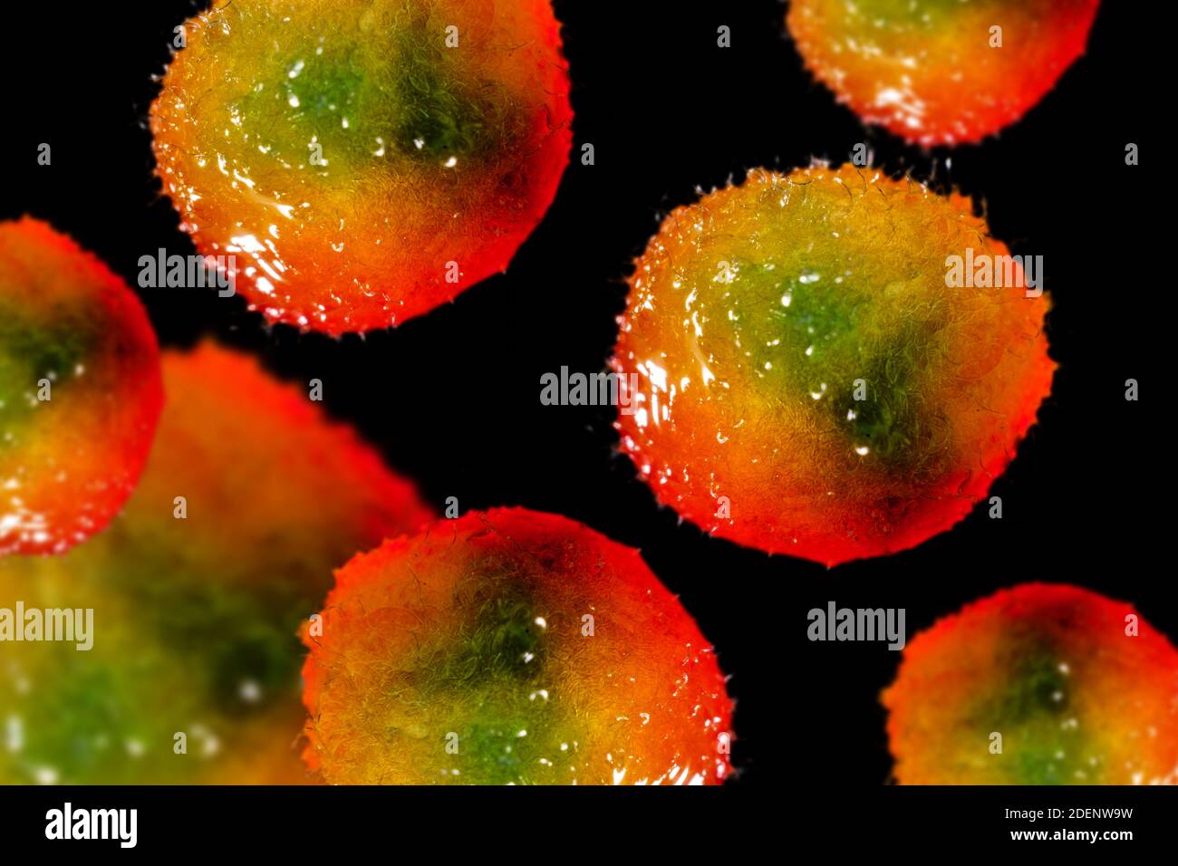 Close up of meningitis bacteria, also known as meningococcus, 3D ...